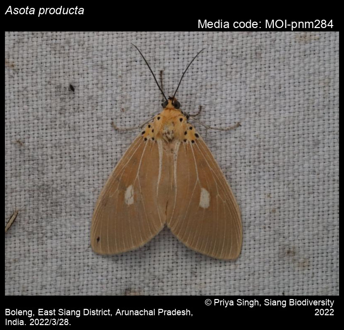 Asota producta | Moths